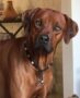 13 Interesting Facts about Rhodesian Ridgebacks