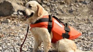 The 5 Best Water Rescue Dog Breeds in the World