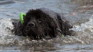 The 5 Best Water Rescue Dog Breeds in the World