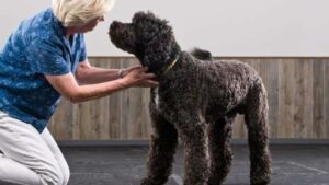 The 5 Best Water Rescue Dog Breeds in the World