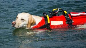 The 5 Best Water Rescue Dog Breeds in the World