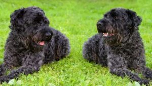 8 Awesome Dog Breeds From Ireland