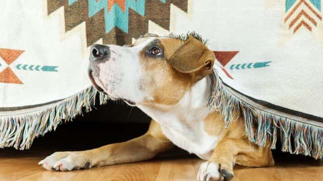 5 Vet-Prescribed Medications for Dog Anxiety