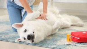First Aid and CPR for Dogs: Save Your Pet's Life