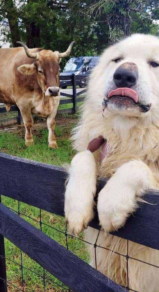 14 Interesting Facts About the Great Pyrenees