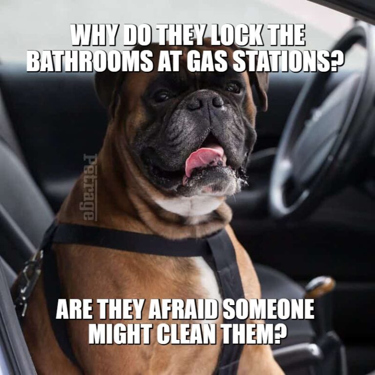 Dogo Argentino Dangerous Dog Meme - PETRAGE