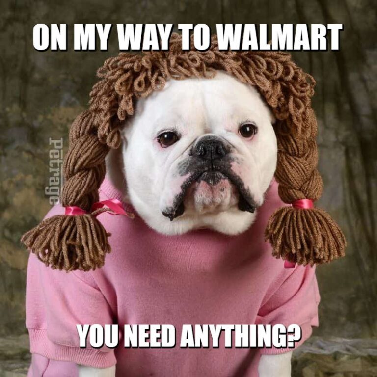 Funny - Sarcastic - Shocking Memes - PETRAGE