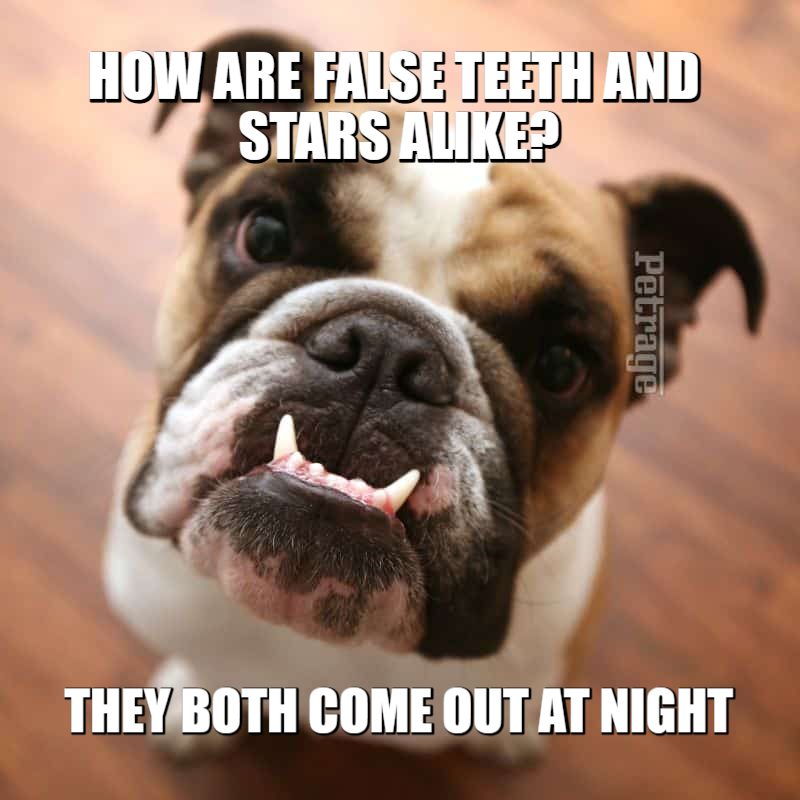 Bulldog False Teeth and Stars Meme - PETRAGE