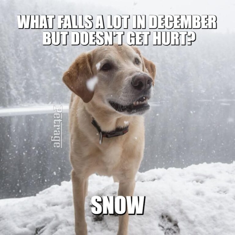 13 Interesting Facts about Labrador Retrievers