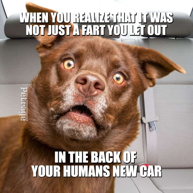 Not Just a Dog Fart Meme - PETRAGE