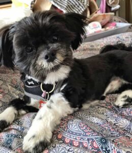 14 Interesting Facts About the Lhasa Apso Dog Breed