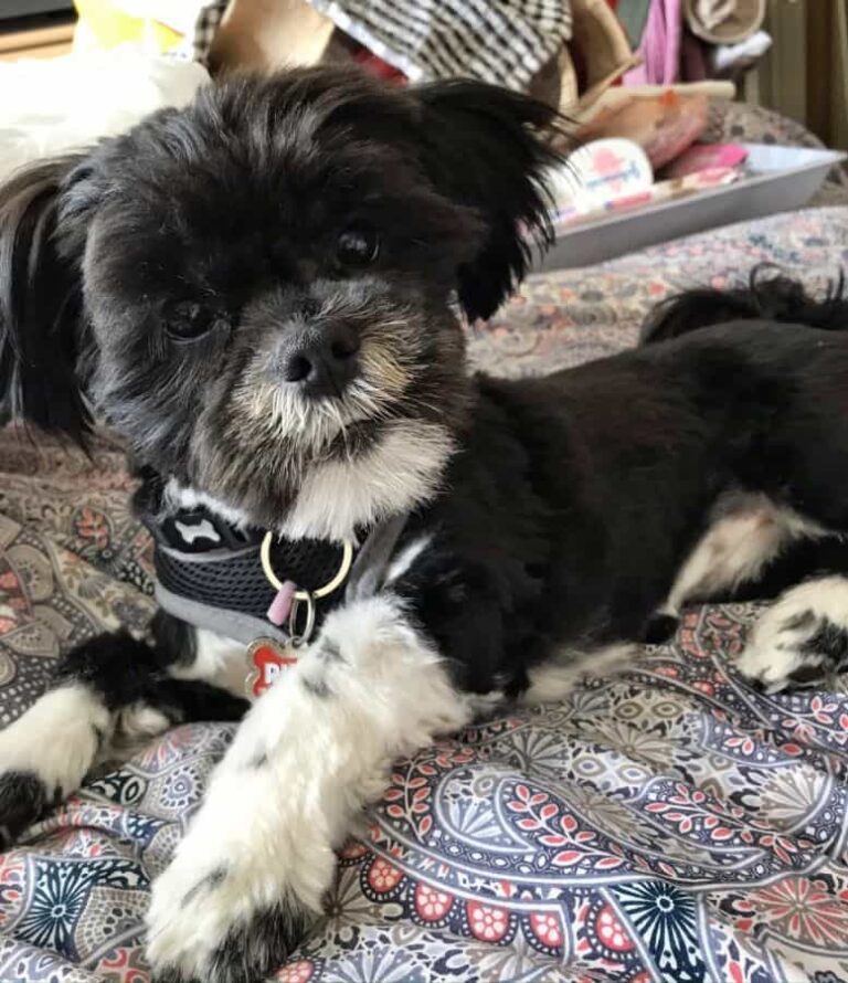 14 Interesting Facts About the Lhasa Apso Dog Breed