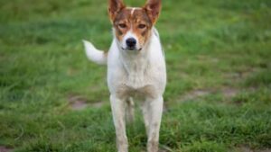 Decoding Dog Tail Language: What Wags Really Mean