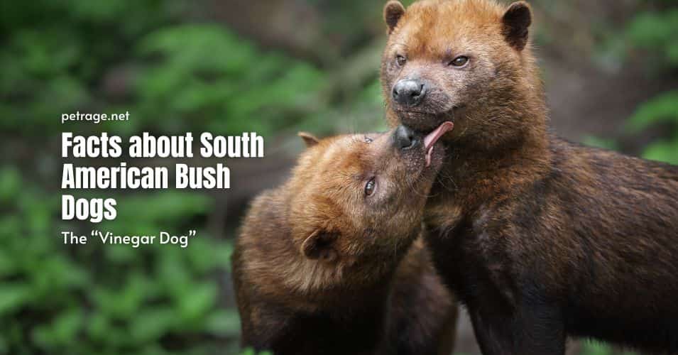 Fascinating Facts about South American Bush Dogs