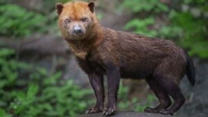 Fascinating Facts about South American Bush Dogs
