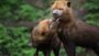 Fascinating Facts about South American Bush Dogs