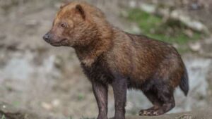 Fascinating Facts about South American Bush Dogs