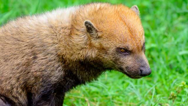 Fascinating Facts about South American Bush Dogs