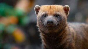 Fascinating Facts about South American Bush Dogs