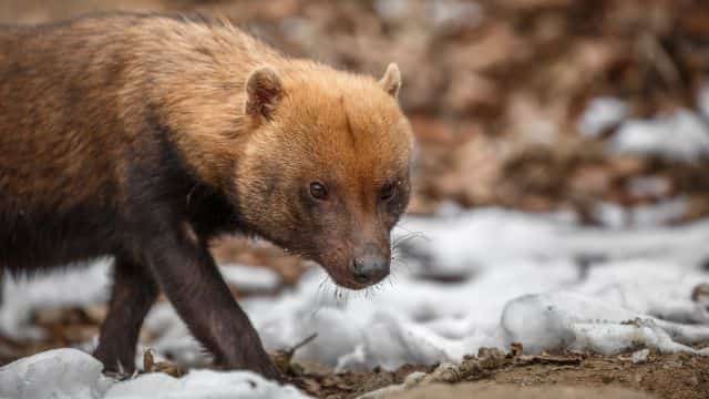 Fascinating Facts about South American Bush Dogs