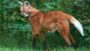 Uncover 10 Facts About the Maned Wolf