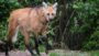 Uncover 10 Facts About the Maned Wolf