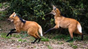 Uncover 10 Facts About the Maned Wolf