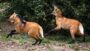 Uncover 10 Facts About the Maned Wolf