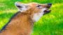 Uncover 10 Facts About the Maned Wolf