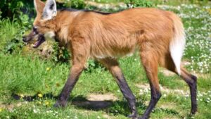 Uncover 10 Facts About the Maned Wolf