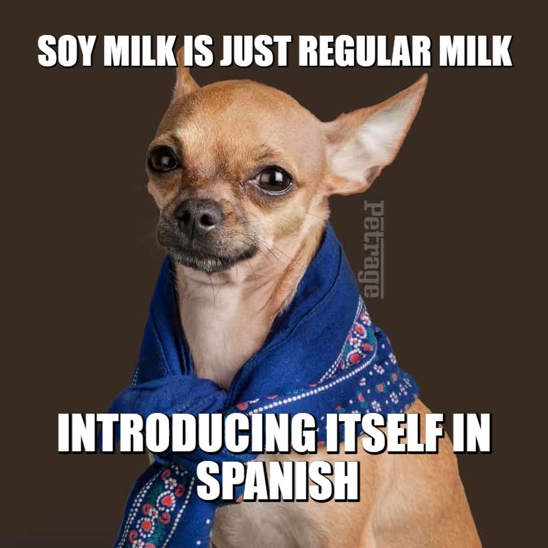 7 Funniest Chihuahua Memes on Petrage