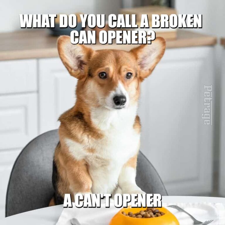 Cavapoo Furniture Meme