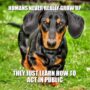 6 Funniest Dachshund Memes on Petrage