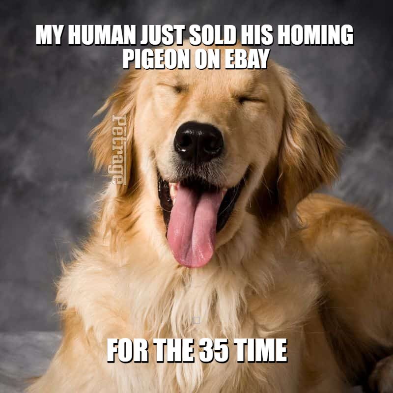 Golden Retriever Homing Pigeon Meme