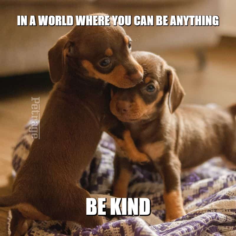 Random Meme Generator