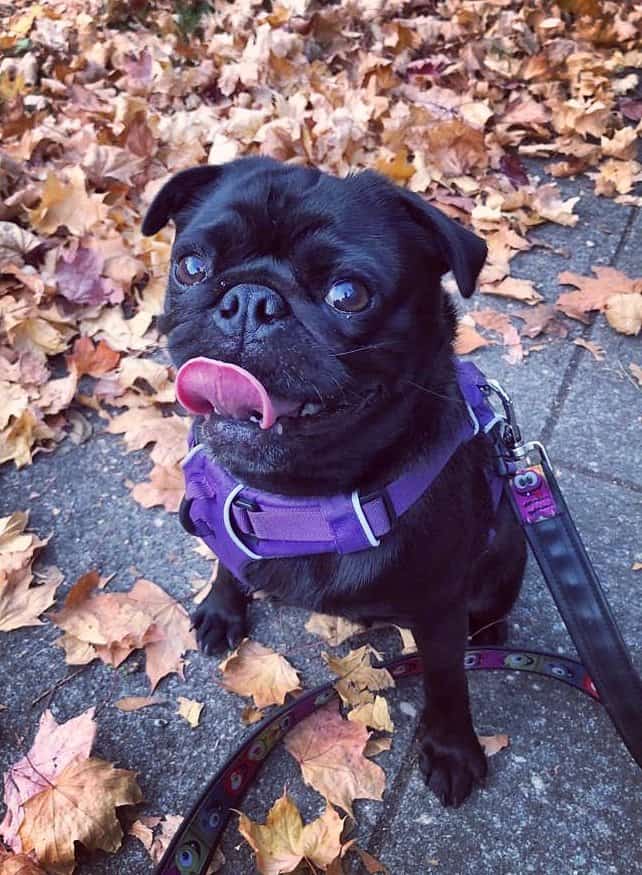 Pug User Gallery