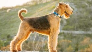 12 Interesting Facts About Airedale Terriers