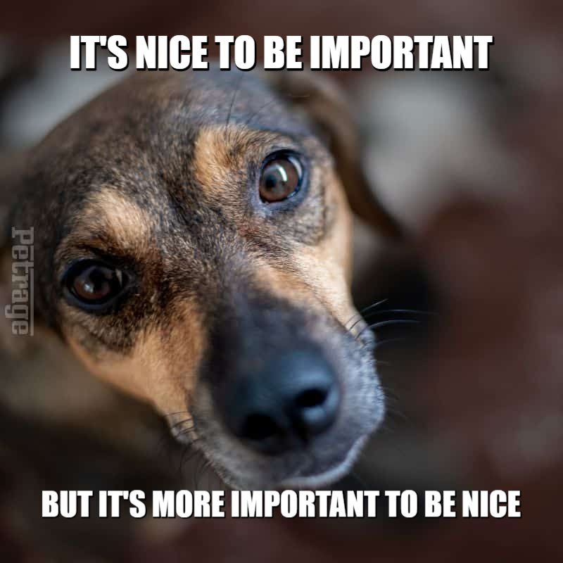 Random Meme Generator