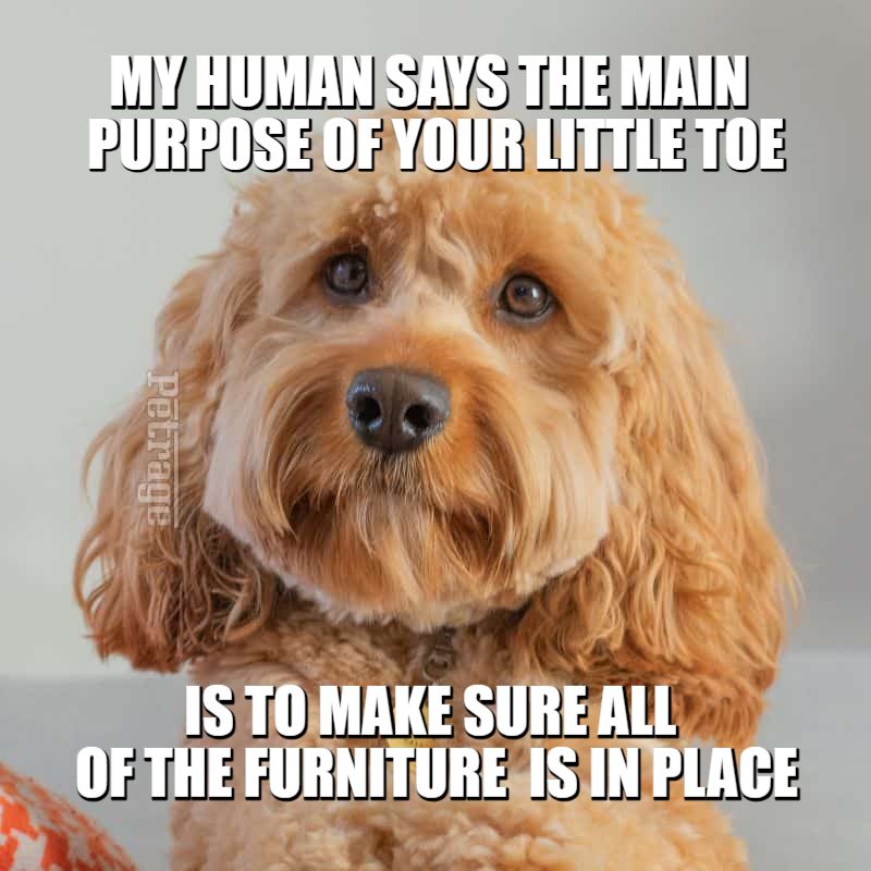 Cavapoo Furniture Meme