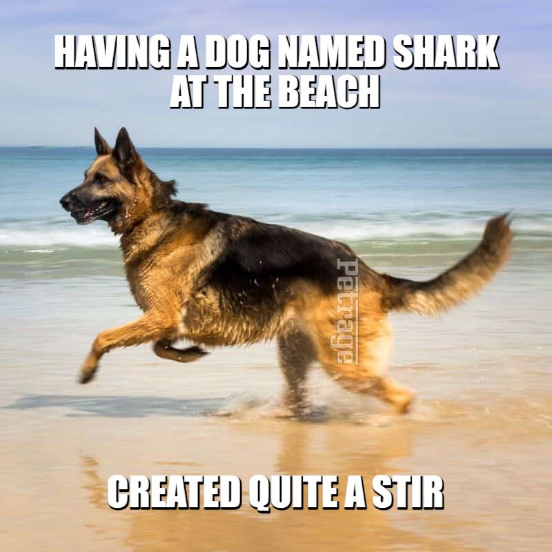 GSD Shark Meme
