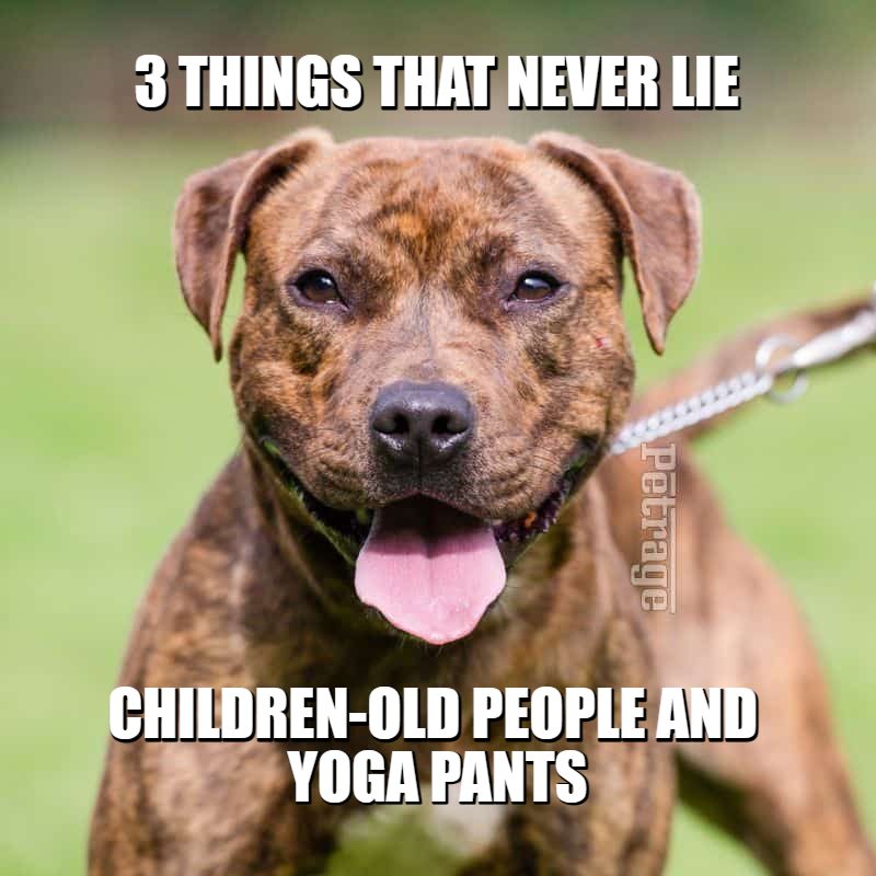 Staffy Never Lie Meme