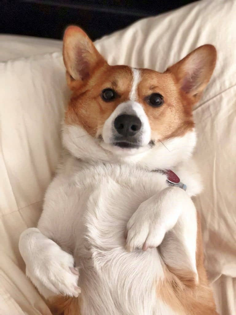 12 Interesting Facts About Corgis