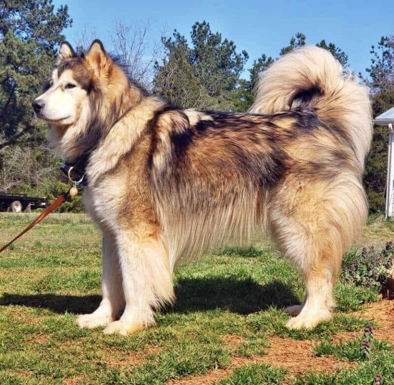 13 Interesting Facts About Alaskan Malamutes