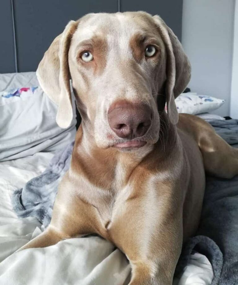 11 Great Dog Breeds from Germany