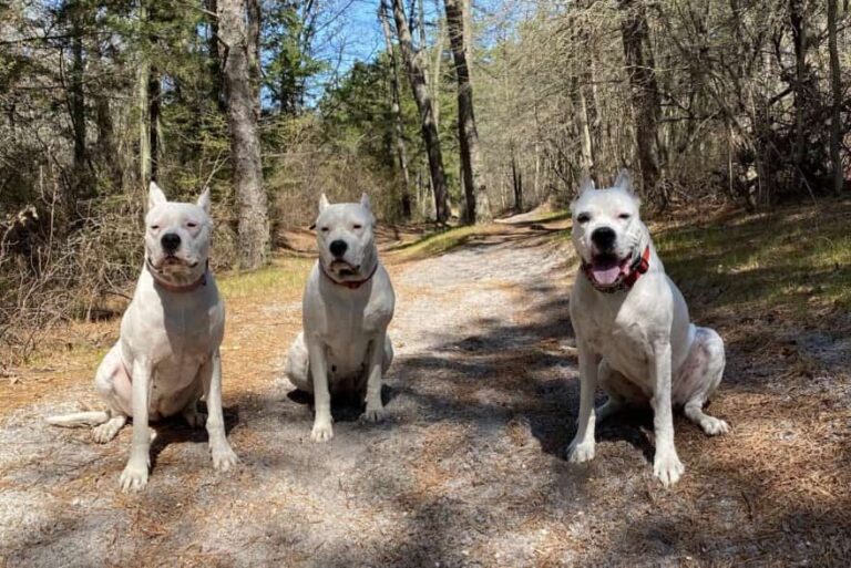 Forgotten Canines: 10 Extinct Dog Breeds