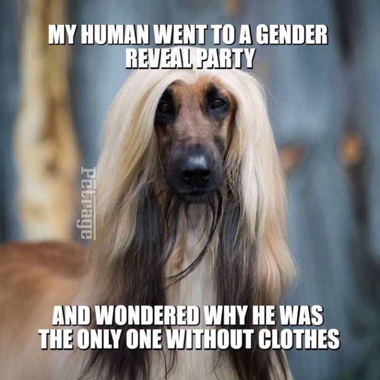 12 Interesting Facts About Afghan Hounds