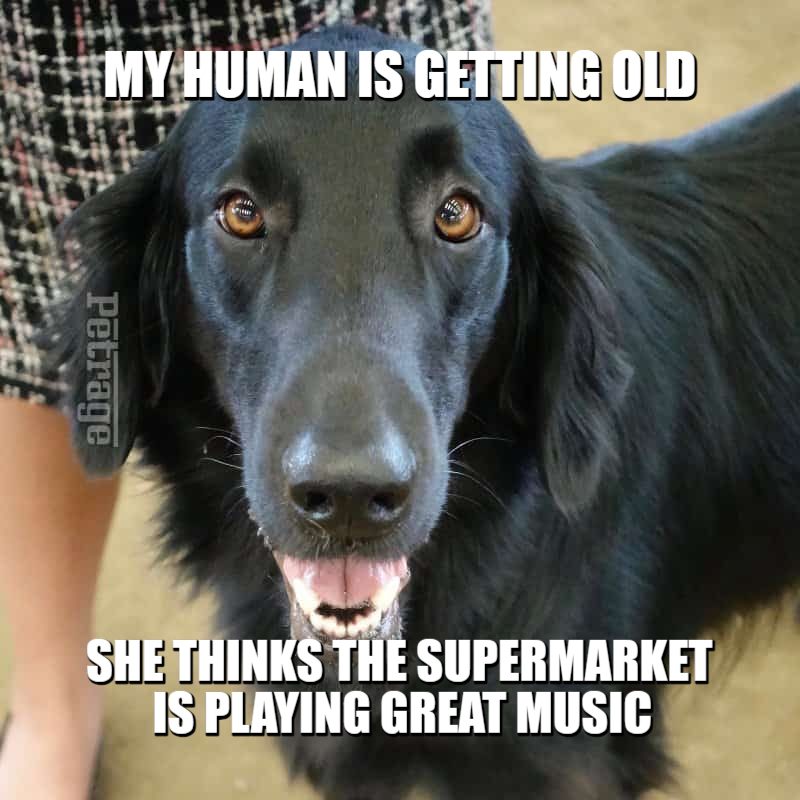 11 Interesting Facts About Flat-Coated Retrievers