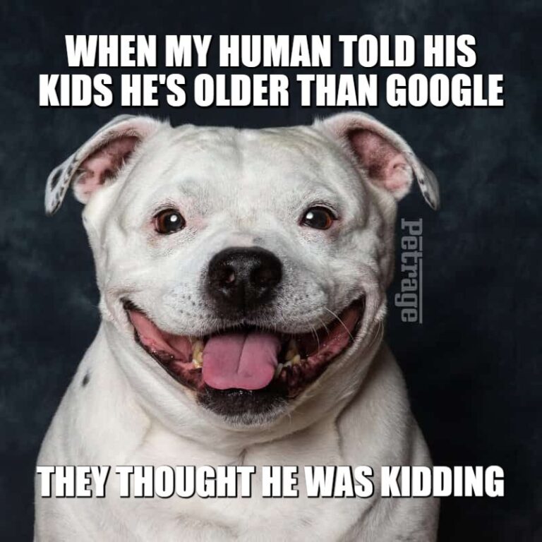 Dogs vs Cats Meme - PETRAGE