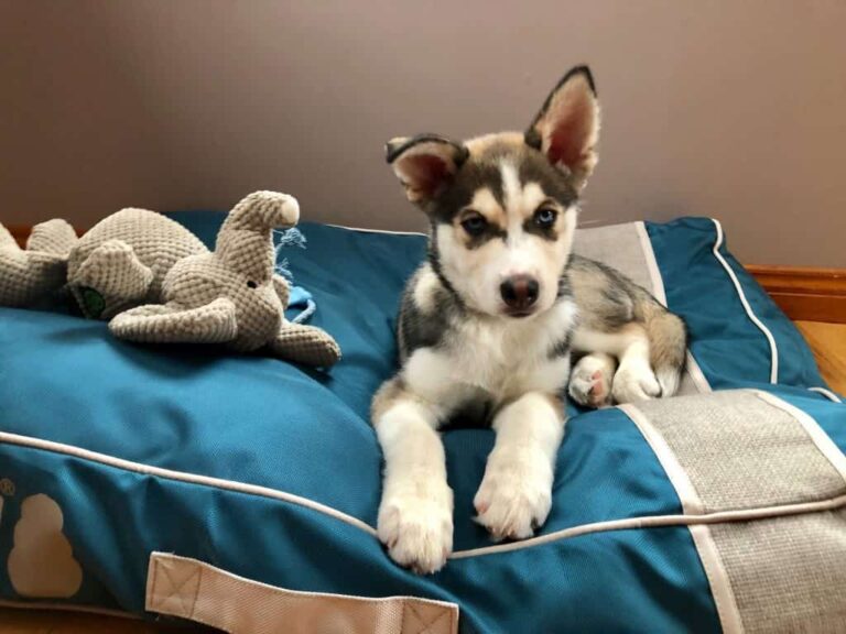 Ten Simple Steps to Housebreak Your Puppy