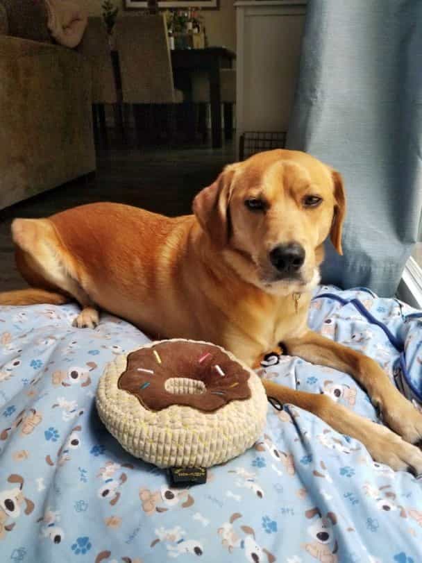 Labrador Retriever User Gallery